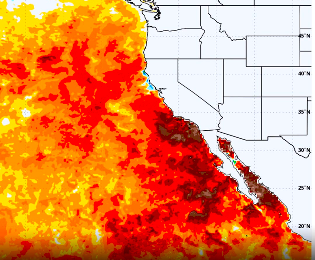 ‘The Blob’ Marine Heatwave Returns to West Coast Waters - Adventure ...