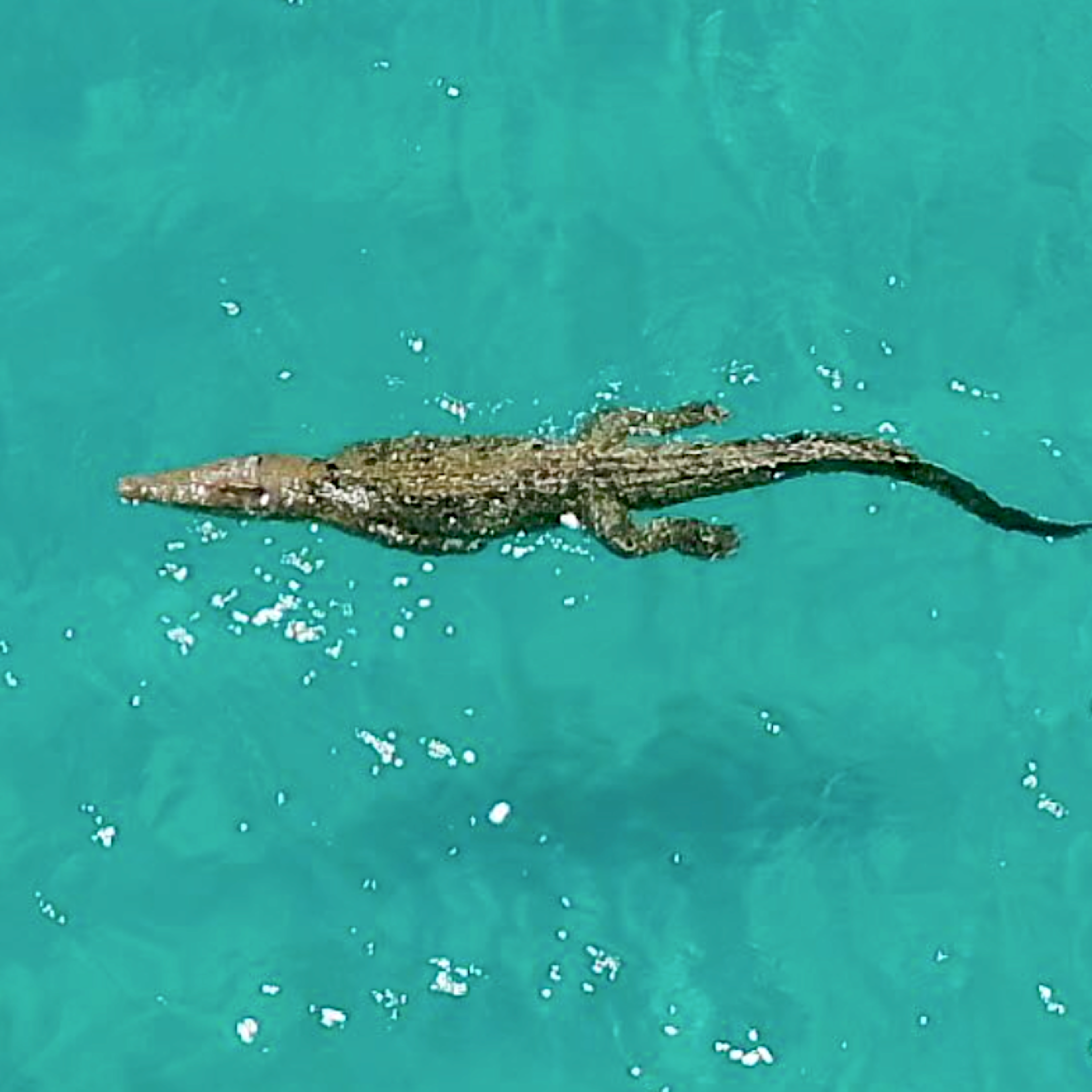 Ski Racing Legend Marcel Hirscher Calls Off Olympic Comeback ...