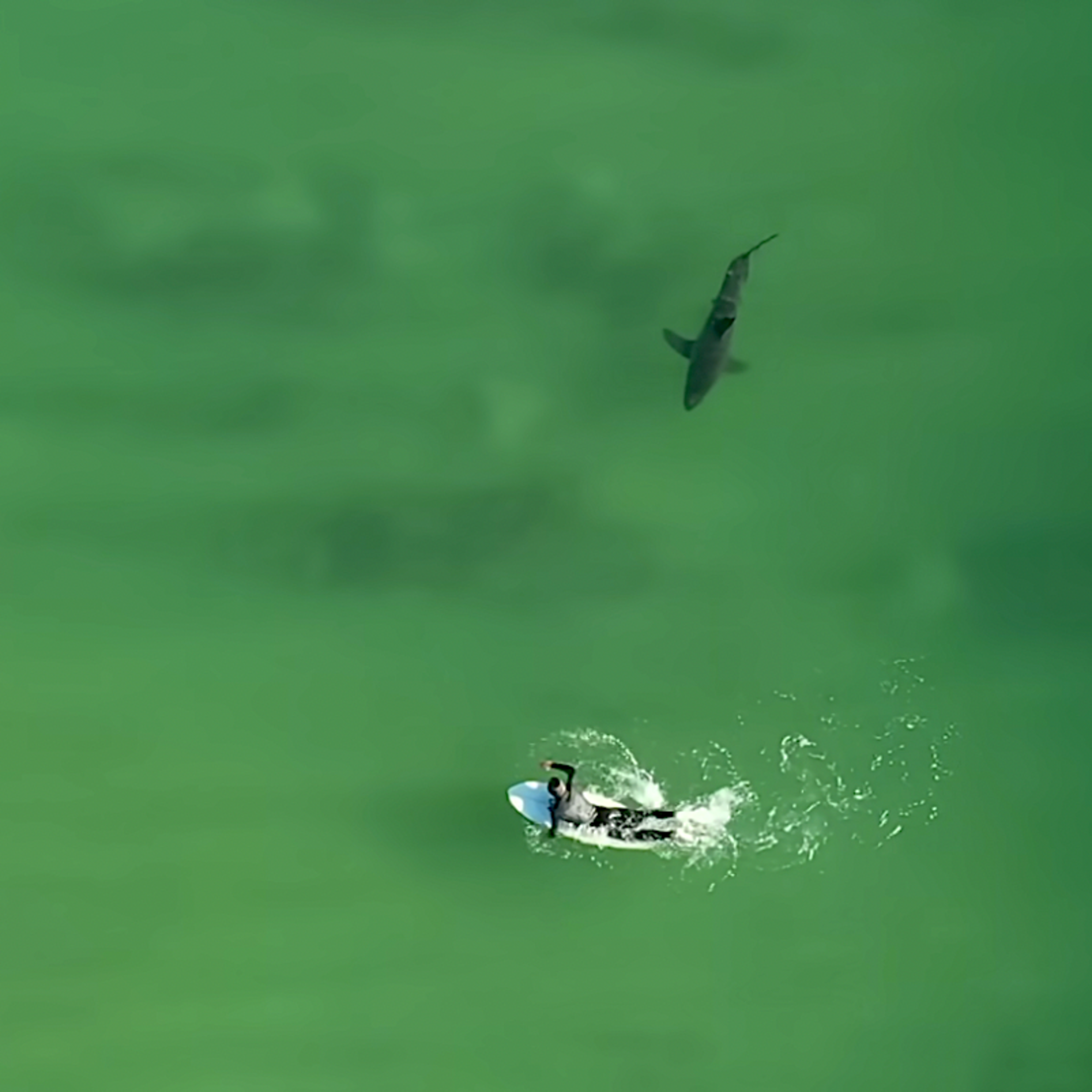 Are Great White Sharks More Aggressive in Australia? An Investigation ...