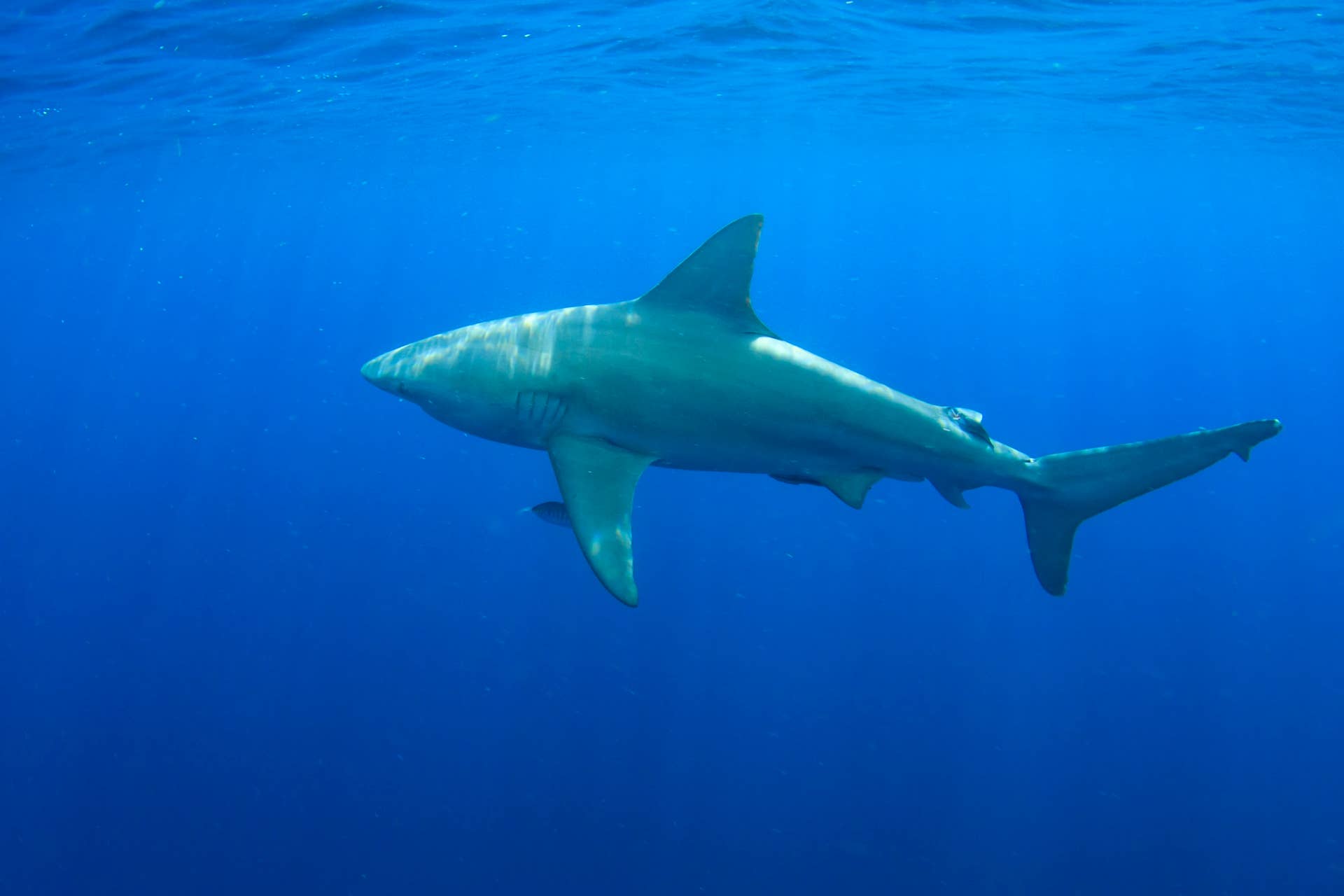 ‘Large Shark’ Mauls 12-Year-Old in Life-Threatening Sydney, Australia ...